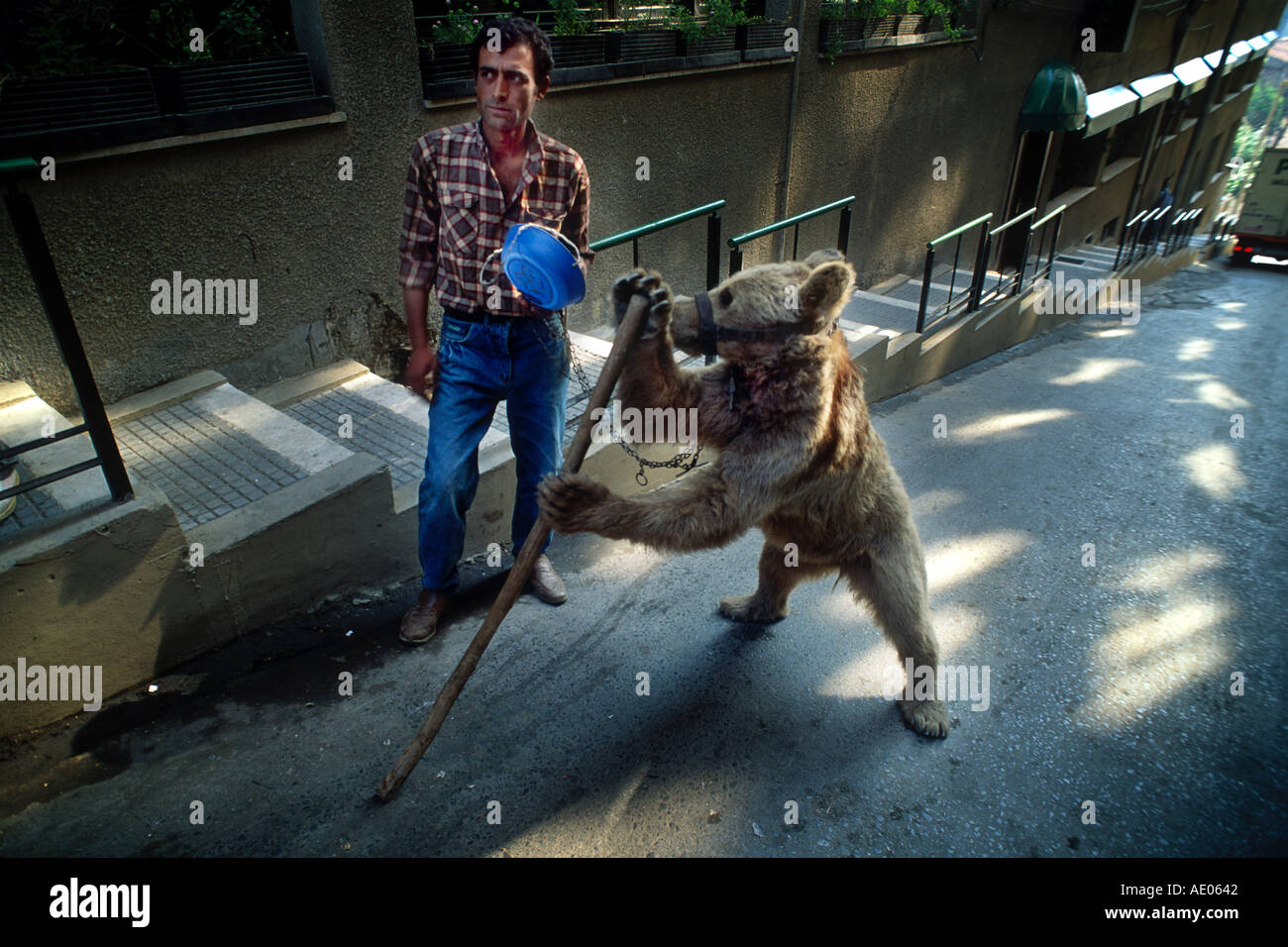 Istanbul Turkey Dancing Bear High Resolution Stock Photography and ...