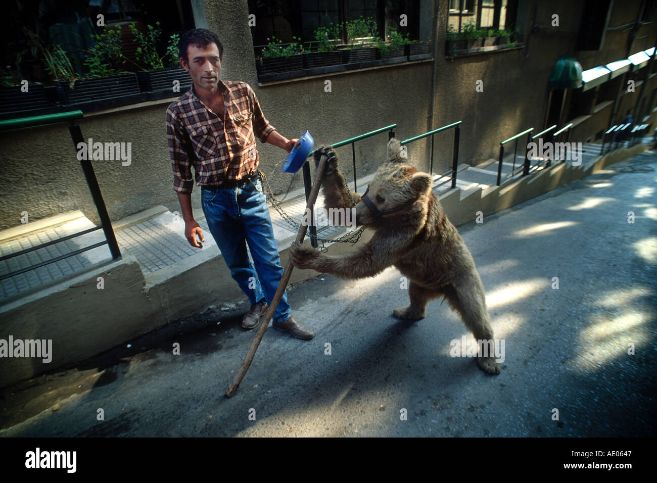 Istanbul Turkey Dancing Bear High Resolution Stock Photography and ...