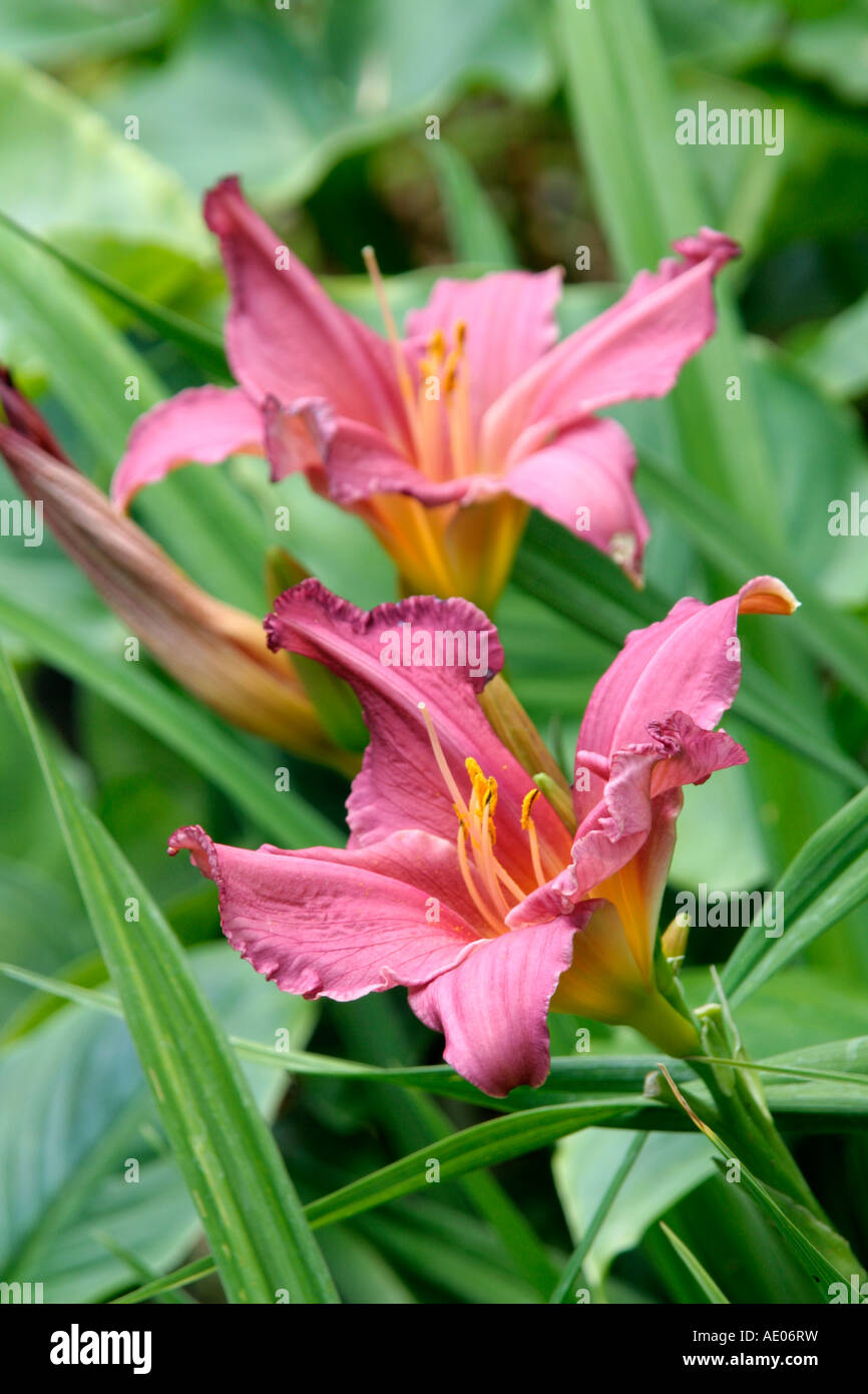 HEMEROCALLIS SUMMER WINE DAYLILY Stock Photo - Alamy