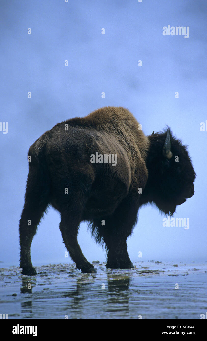 Bison Bison bison buffalo single Bison standing in the mist and vent ...