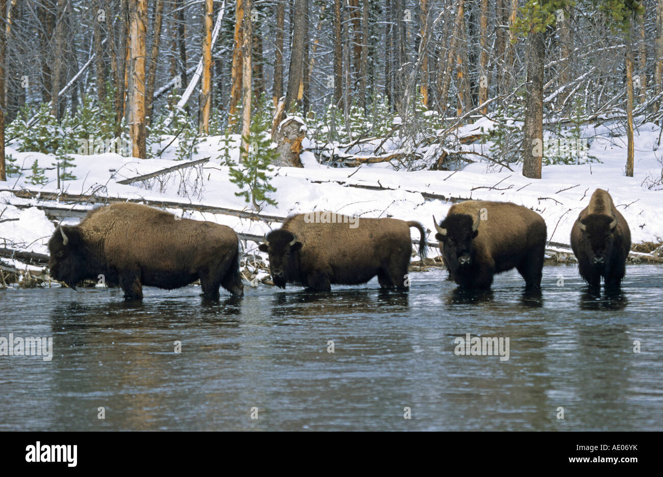 Buffalo feet hi-res stock photography and images - Alamy