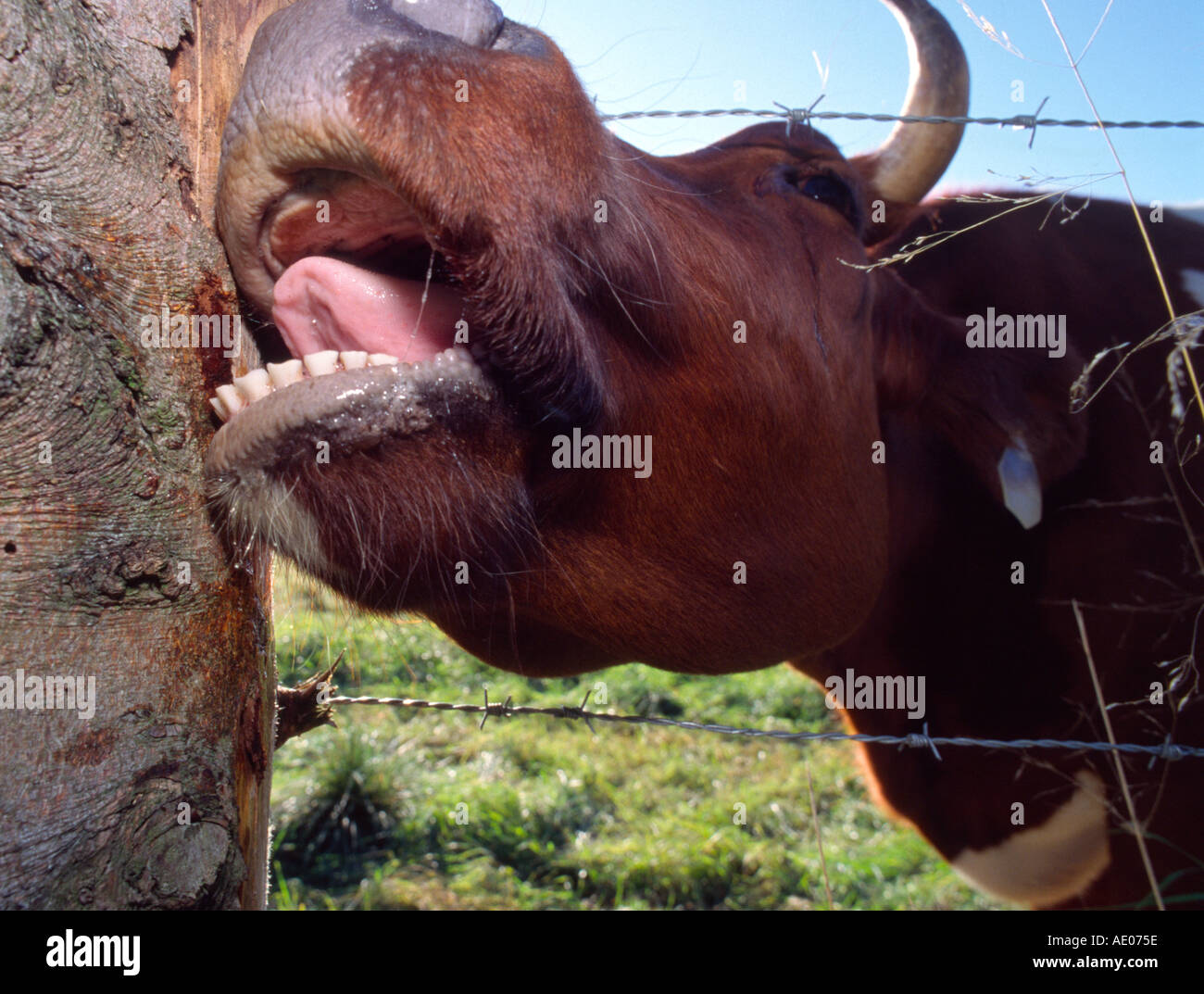 cow licking at the fence Stock Photo - Alamy