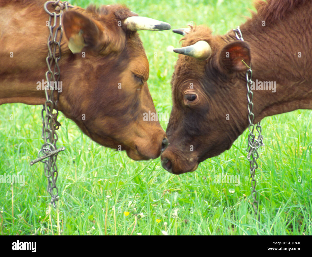 Two cow heads hi-res stock photography and images - Alamy