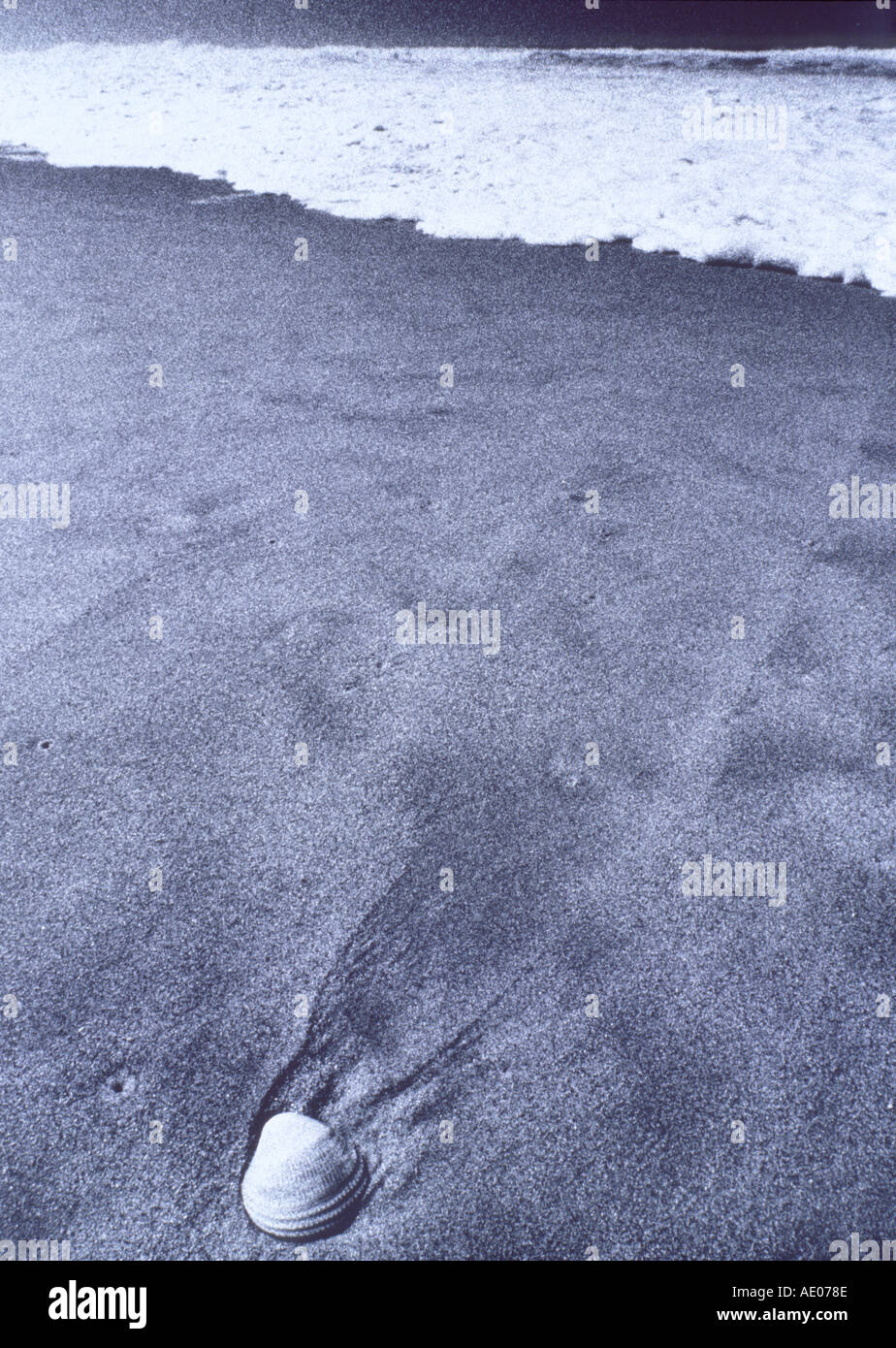 shell at the beach Stock Photo - Alamy