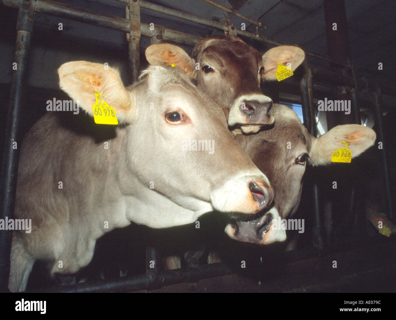 Allgauer braunvieh hi-res stock photography and images - Alamy