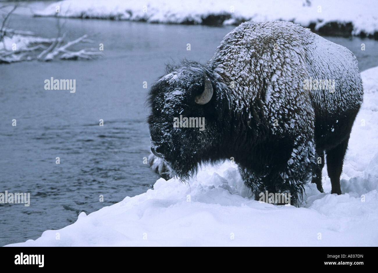 Bison Bison bison buffalo A single Bison covered in snow and ice ...