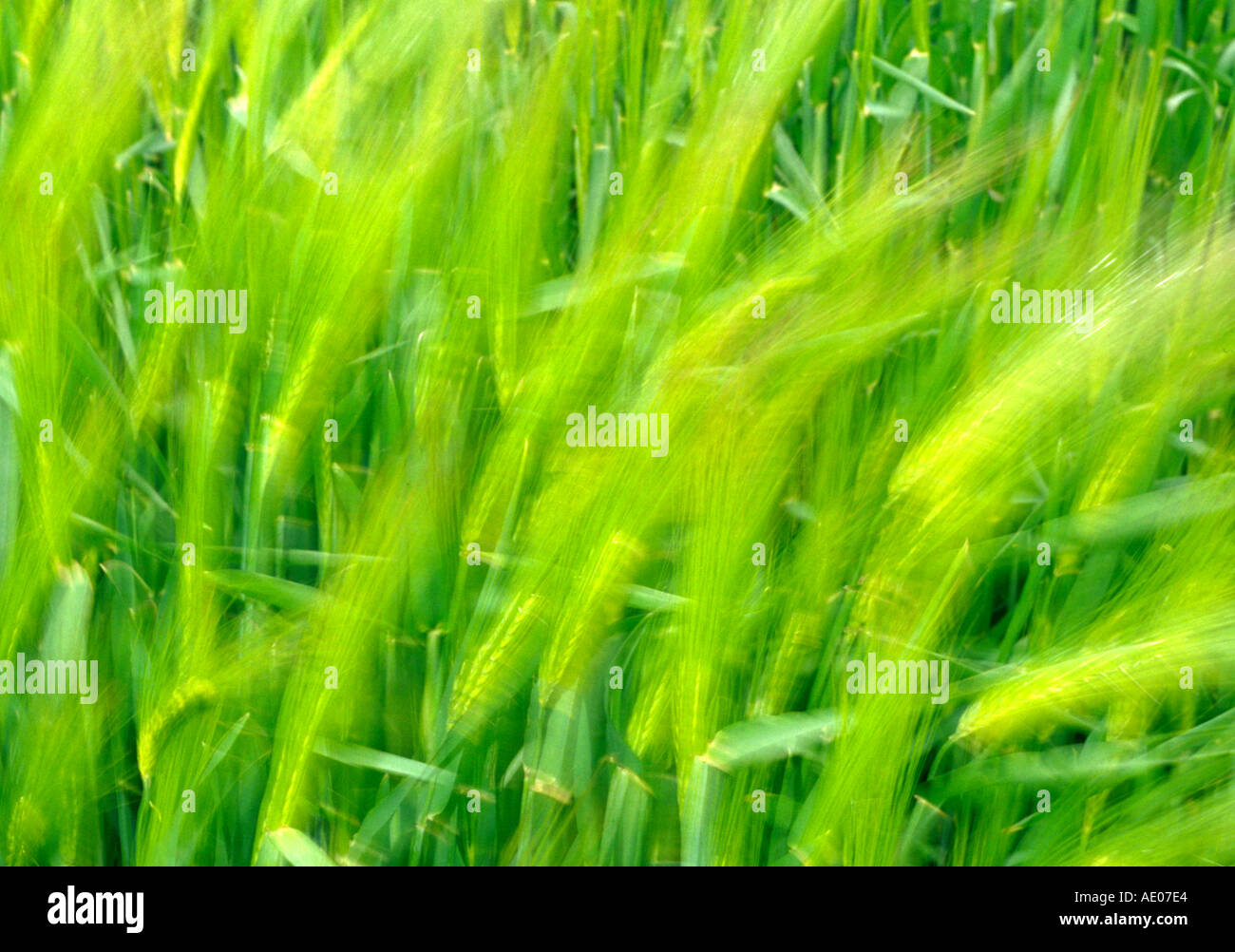 grainfield in wthe wind Stock Photo - Alamy