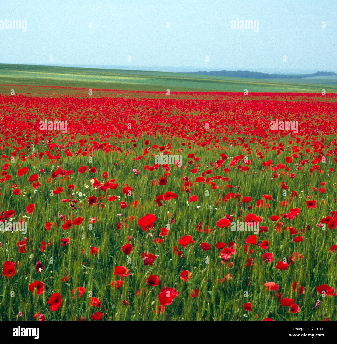 grainfield with poppies Stock Photo - Alamy