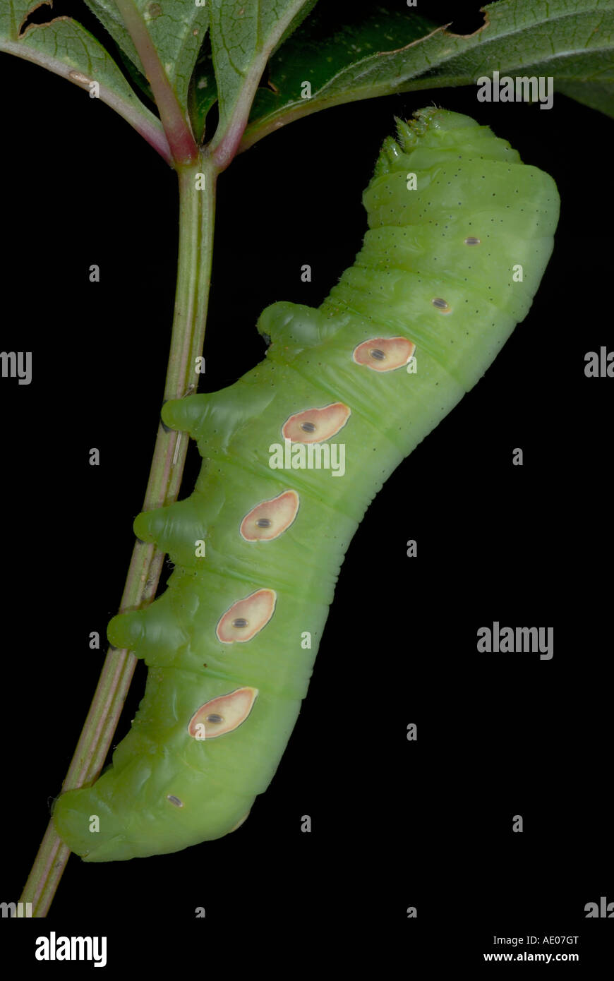 Spiracle Insect Stock Photos & Spiracle Insect Stock Images - Alamy