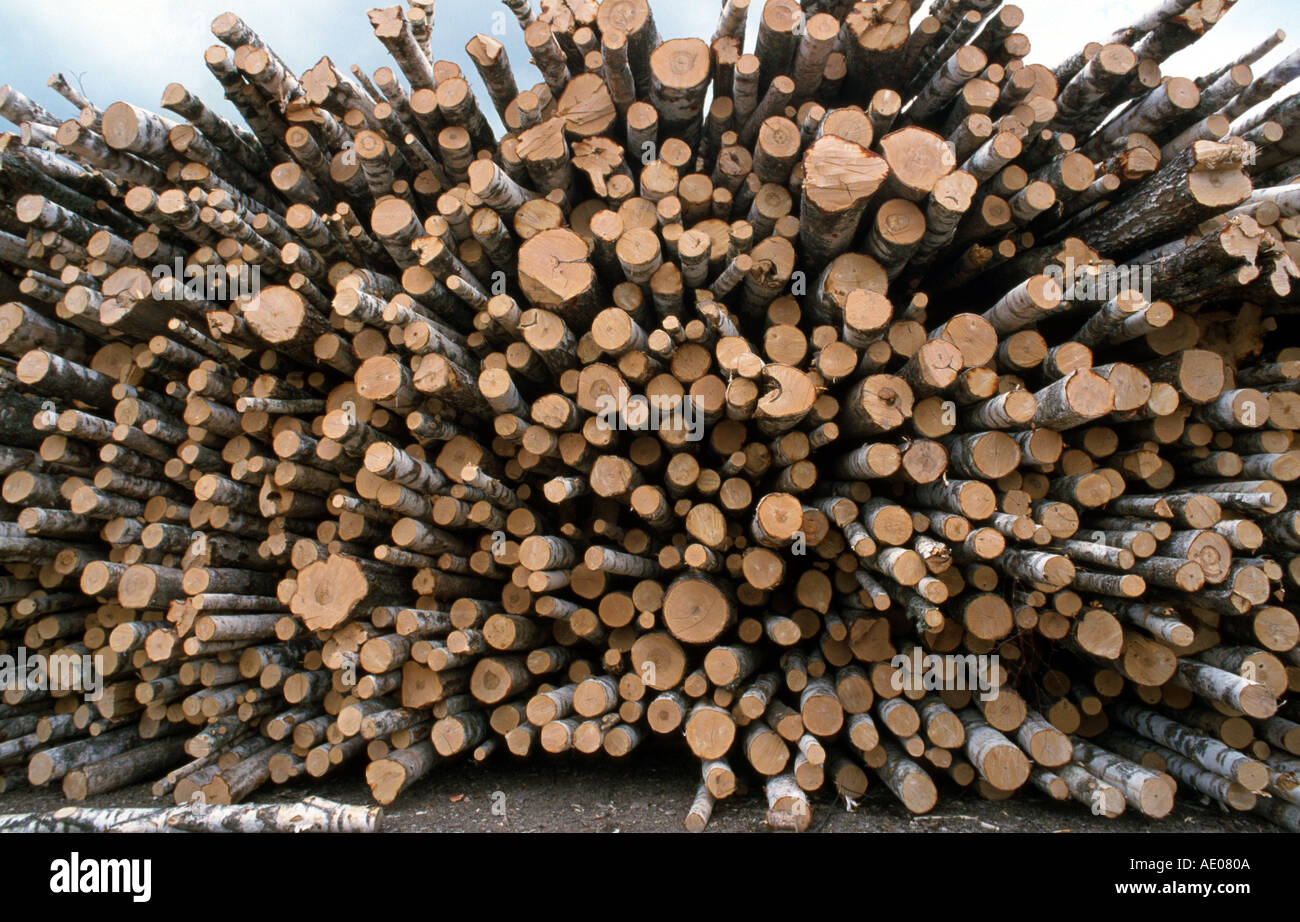 wood for paper mills Stock Photo - Alamy