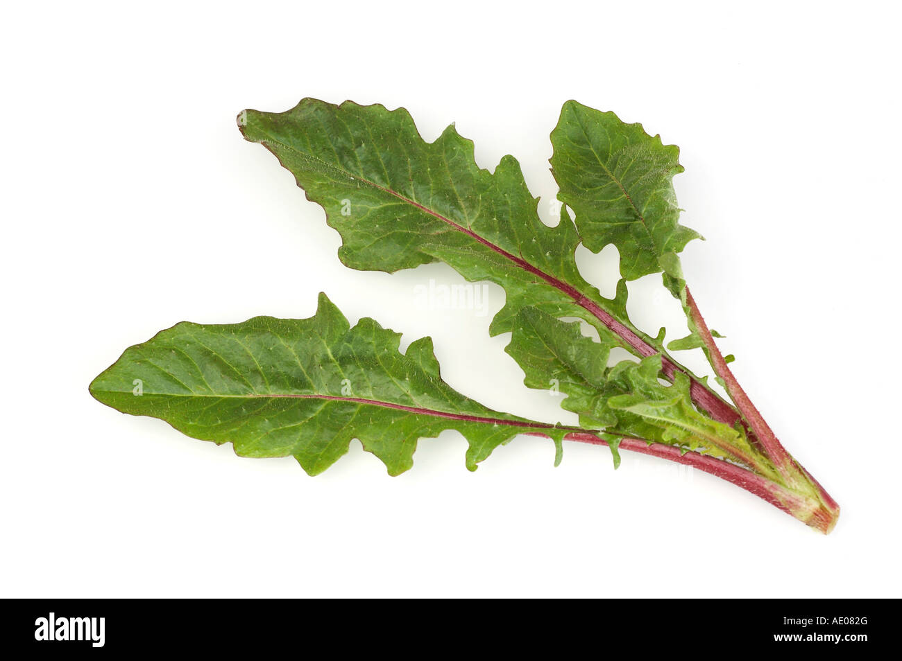 Beetroot leaves on white background Stock Photo - Alamy
