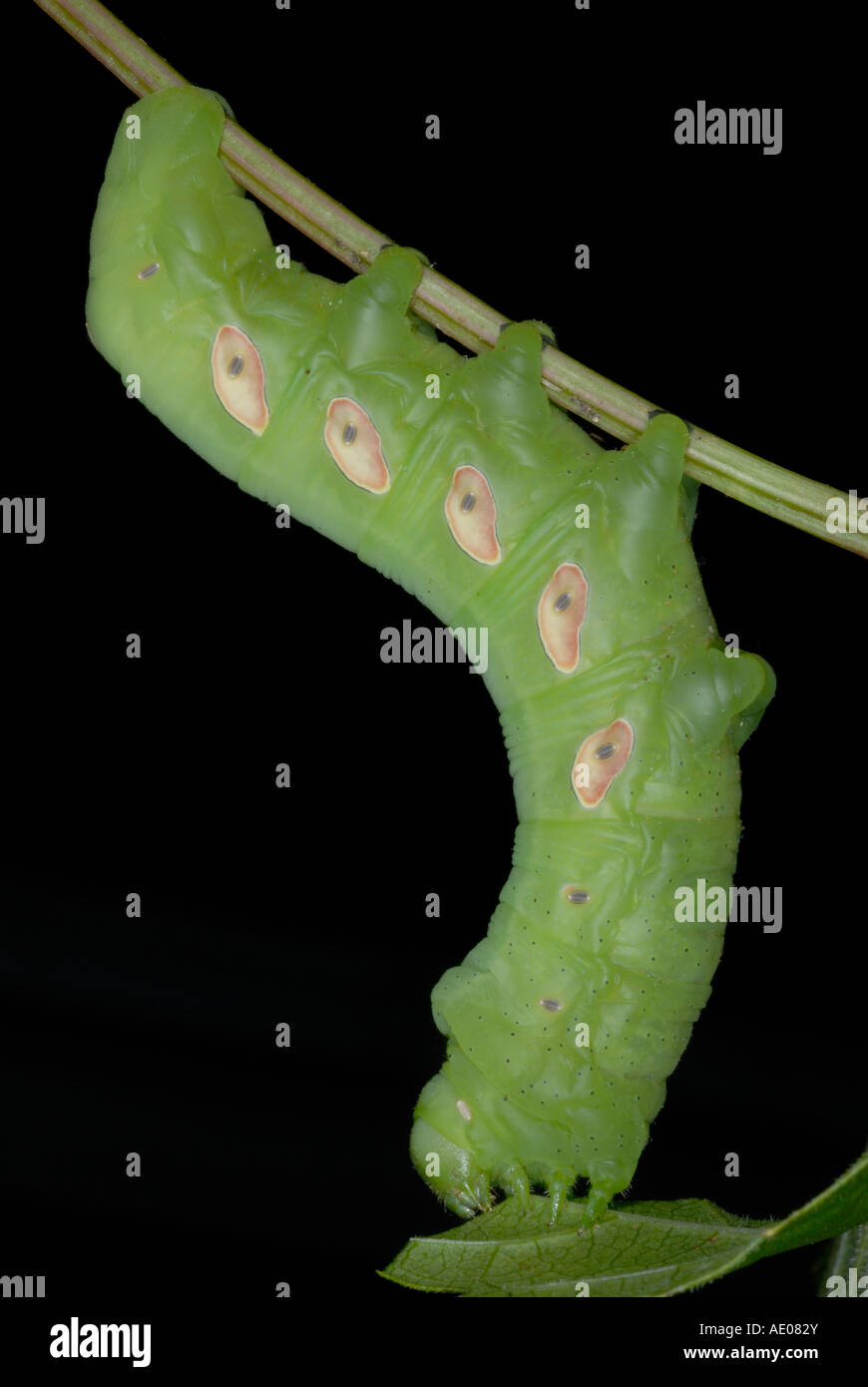 Caterpillar of pandorus sphinx moth hi-res stock photography and images ...