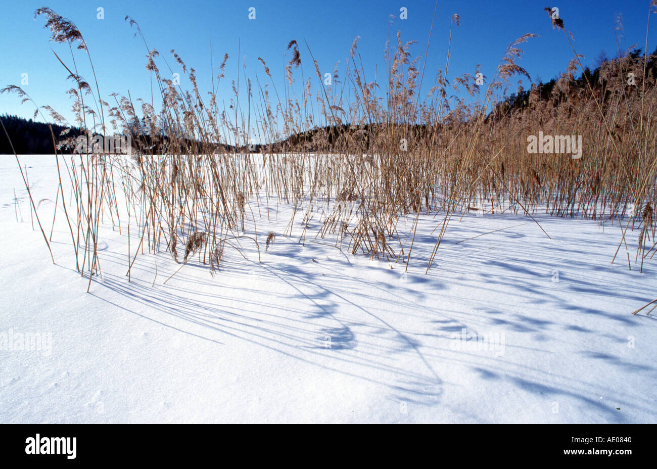 frozen lake with snow Stock Photo - Alamy
