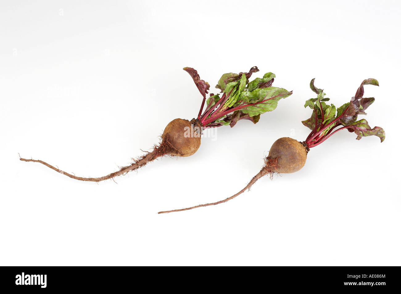 Beetroot on white background Stock Photo - Alamy