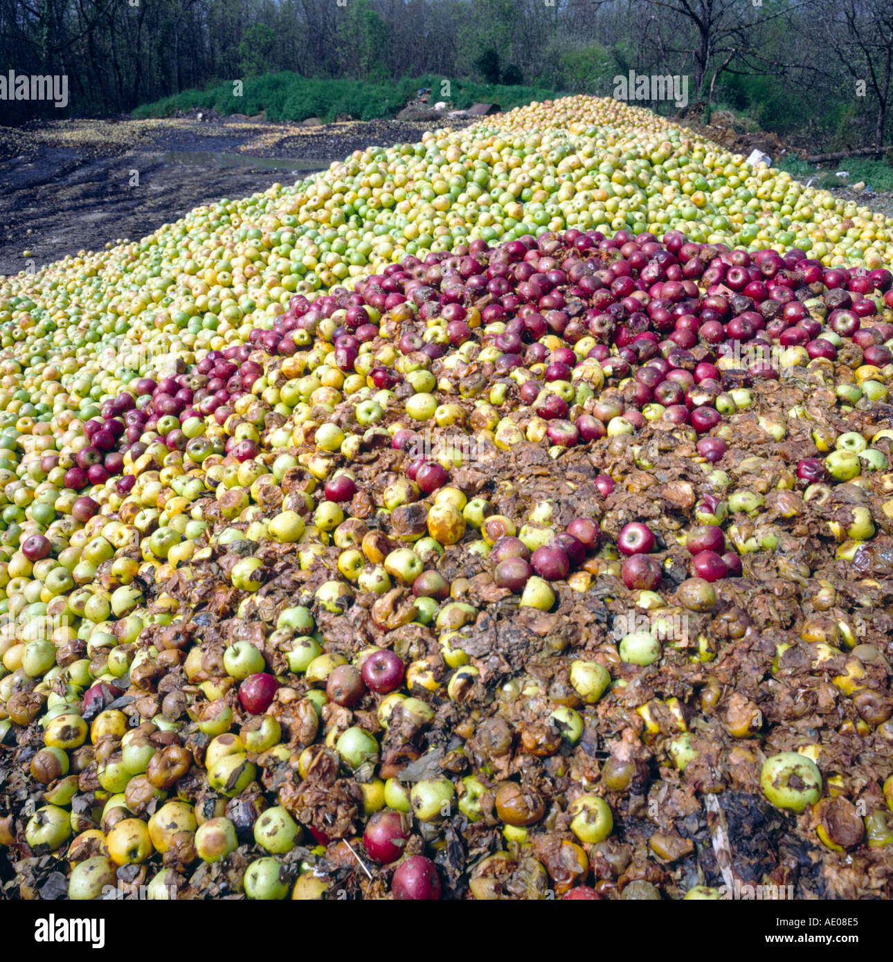 destruction of apples Stock Photo - Alamy
