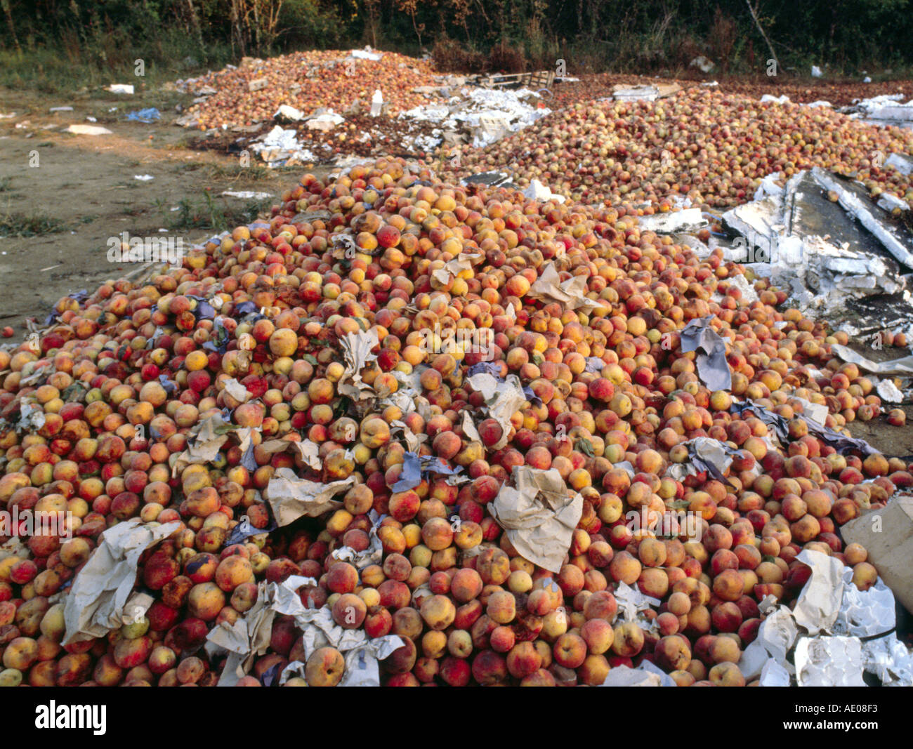 destruction of peach Stock Photo - Alamy