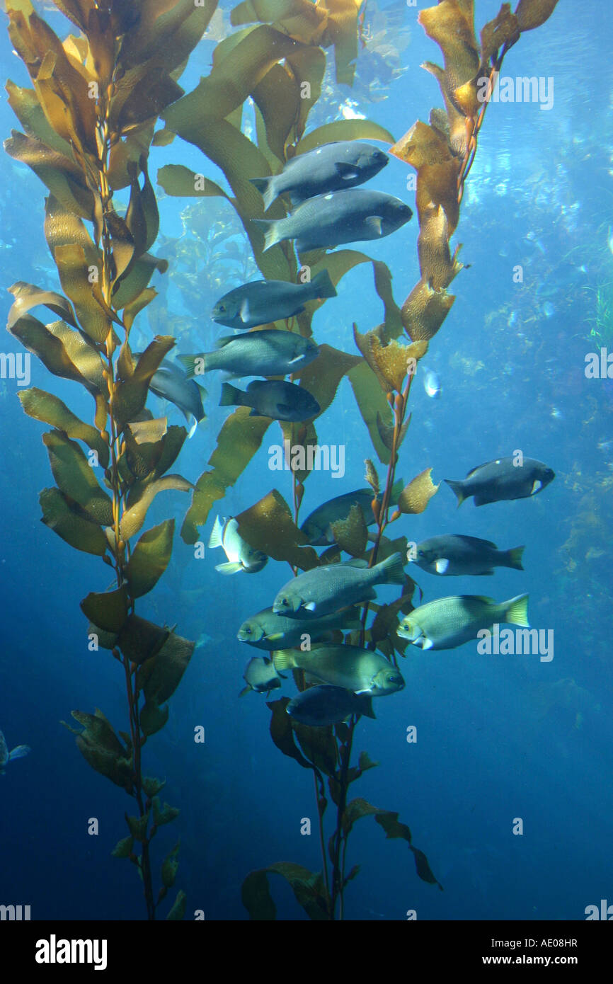 Fish and Kelp Monterey California Stock Photo - Alamy