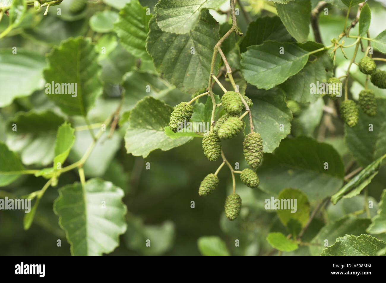 Alder alnus glutinosa leaves and cones Stock Photo - Alamy