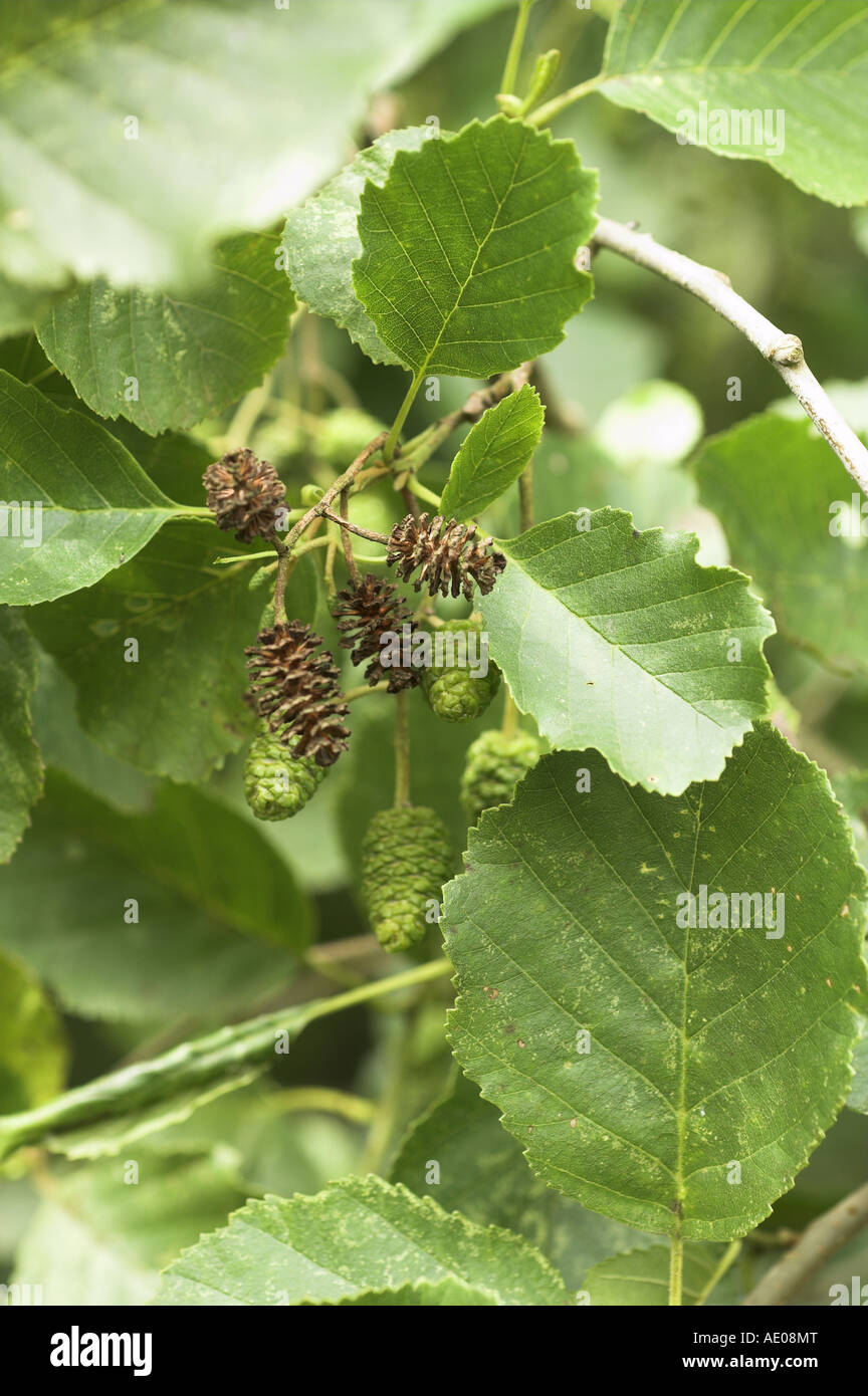Alder alnus glutinosa leaves and cones Stock Photo - Alamy