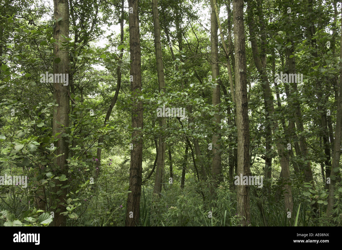 Tree carr hi-res stock photography and images - Alamy