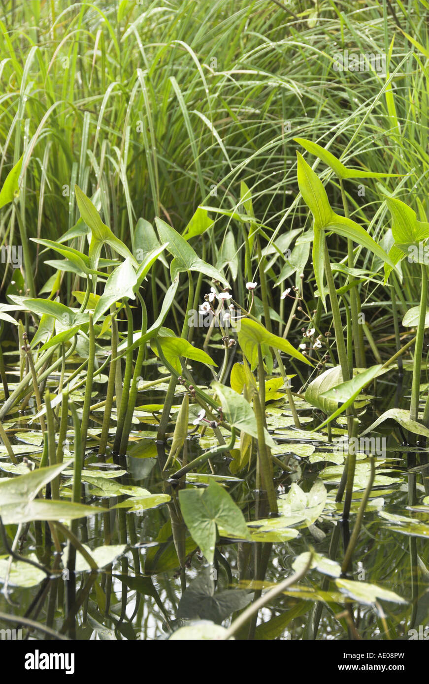 Sagittifolia hi-res stock photography and images - Alamy