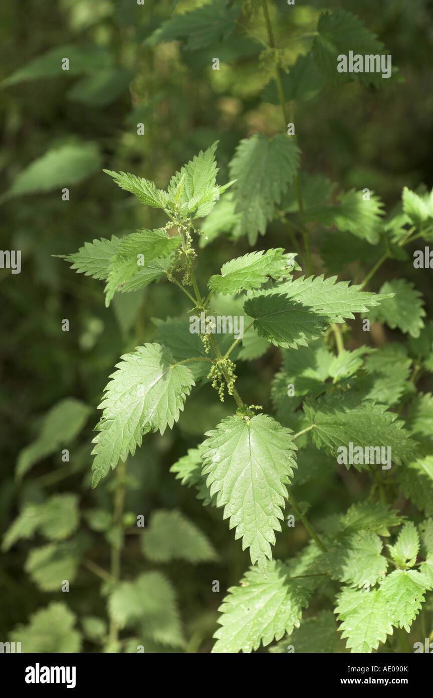 Common nettle urtica dioica growing in dappled woodland Stock Photo - Alamy
