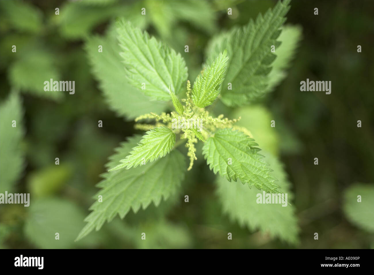 Common nettle urtica dioica growing in dappled woodland Stock Photo - Alamy