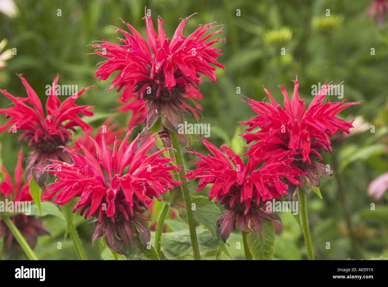 Monarda Garden View In full flower July England Stock Photo - Alamy
