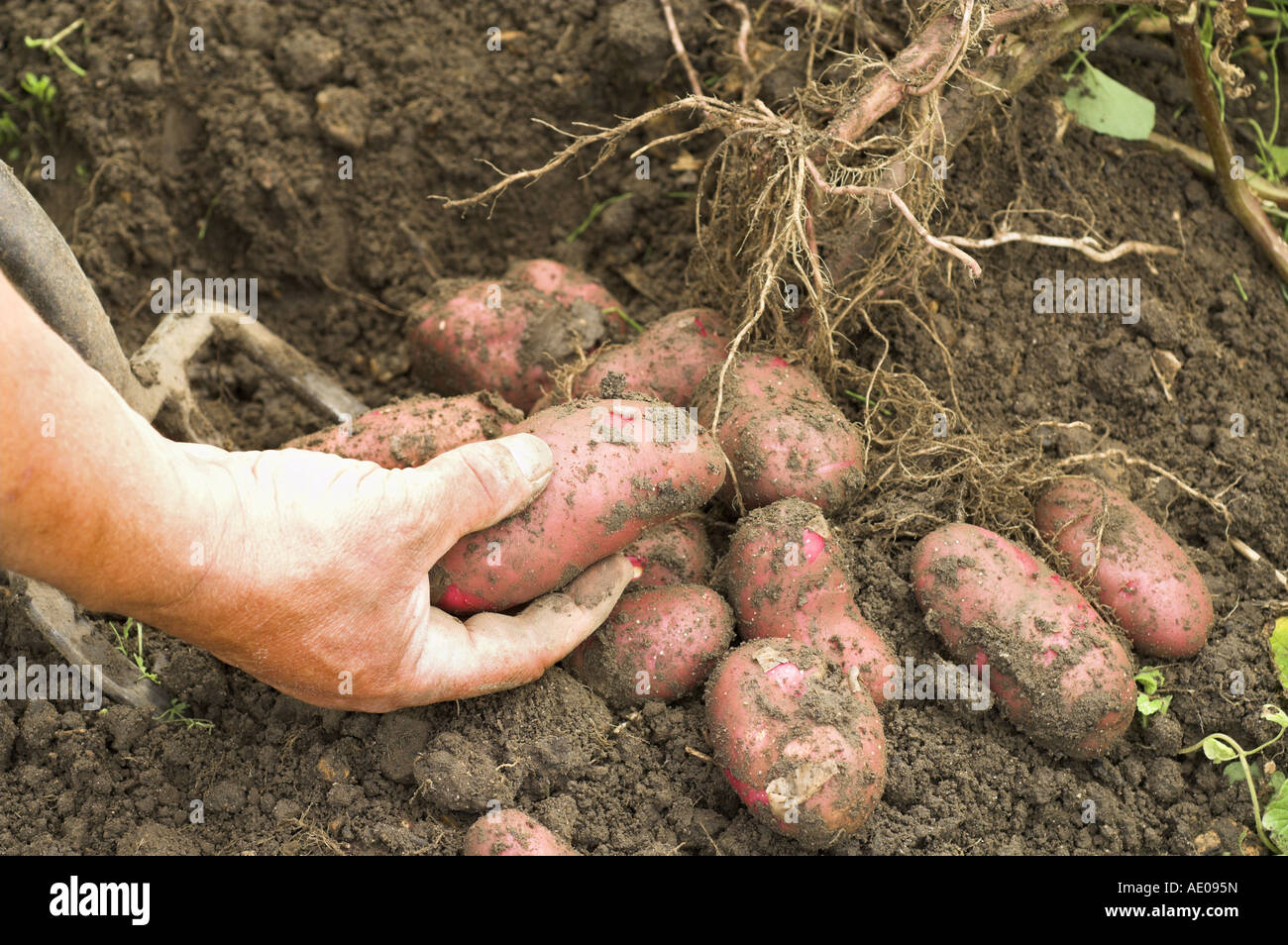 Potatoes Roseval root of freshly dug potatoes red skinned salad potato ...