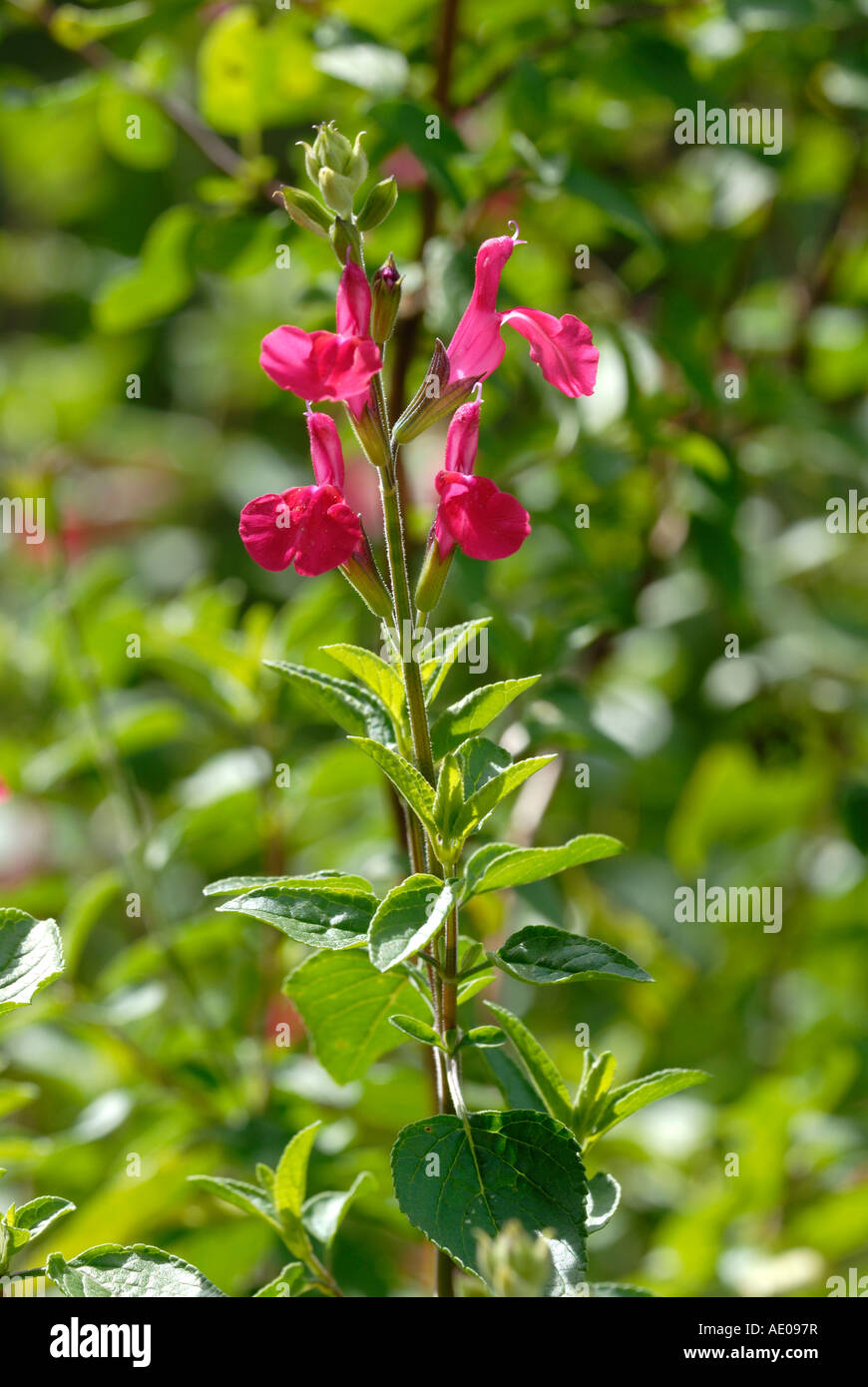 Salvia microphylla, Blackcurrant Sage flower Stock Photo - Alamy