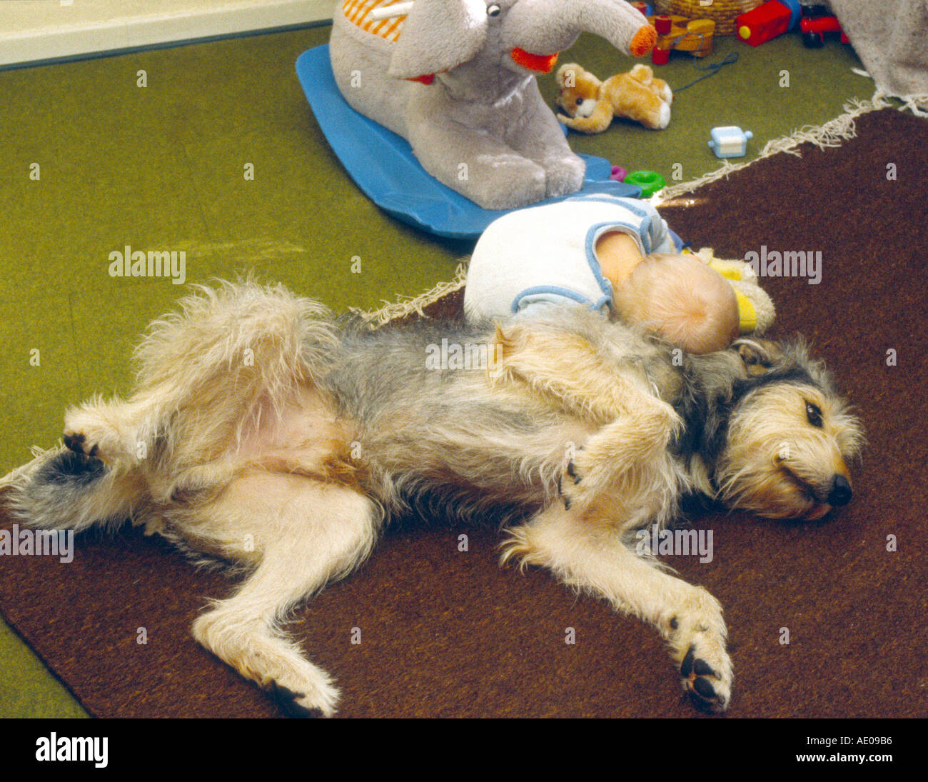 baby and dog half breed Stock Photo - Alamy