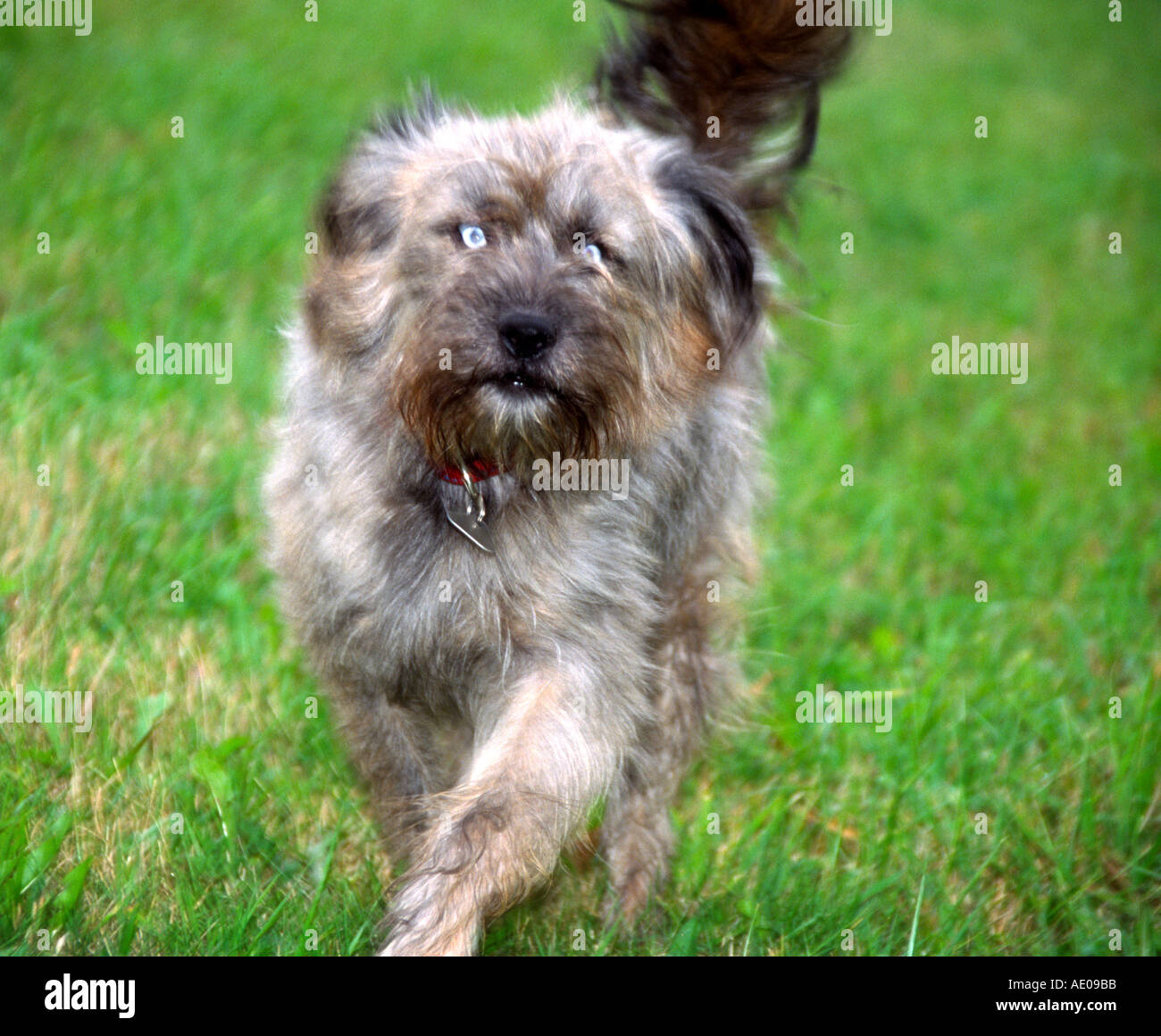 running grey dog half breed Stock Photo - Alamy