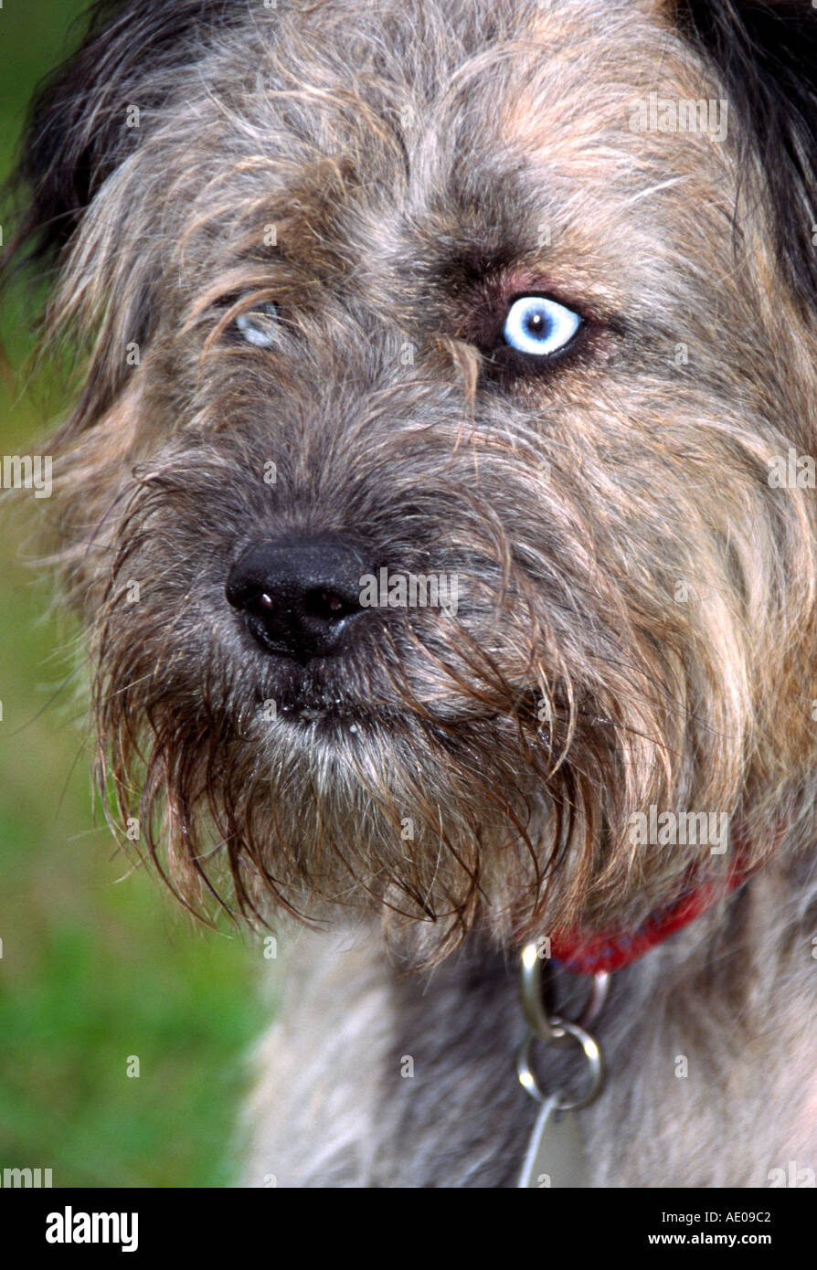 watchful dog half breed Stock Photo - Alamy