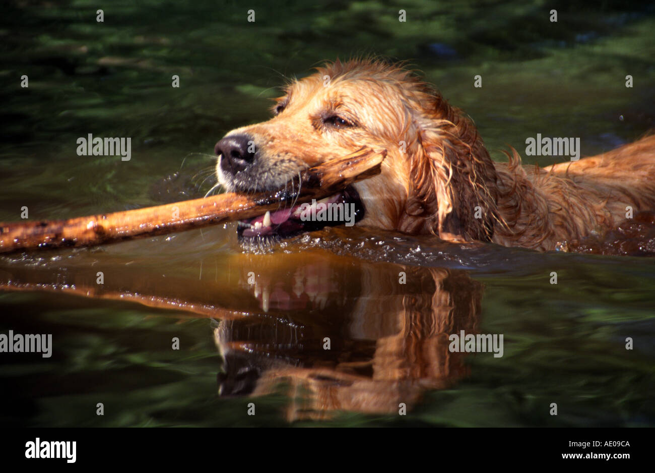 Golden Retriever retrieving stick out of water Stock Photo - Alamy