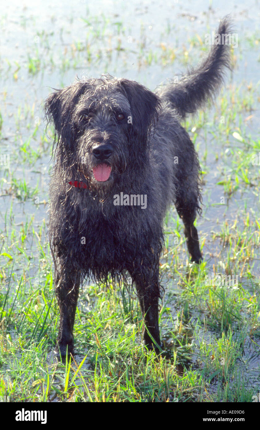 wet dog Schnauzer half breed Stock Photo - Alamy