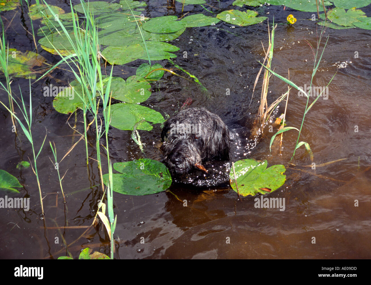 Schnauzer in wasser hi-res stock photography and images - Alamy