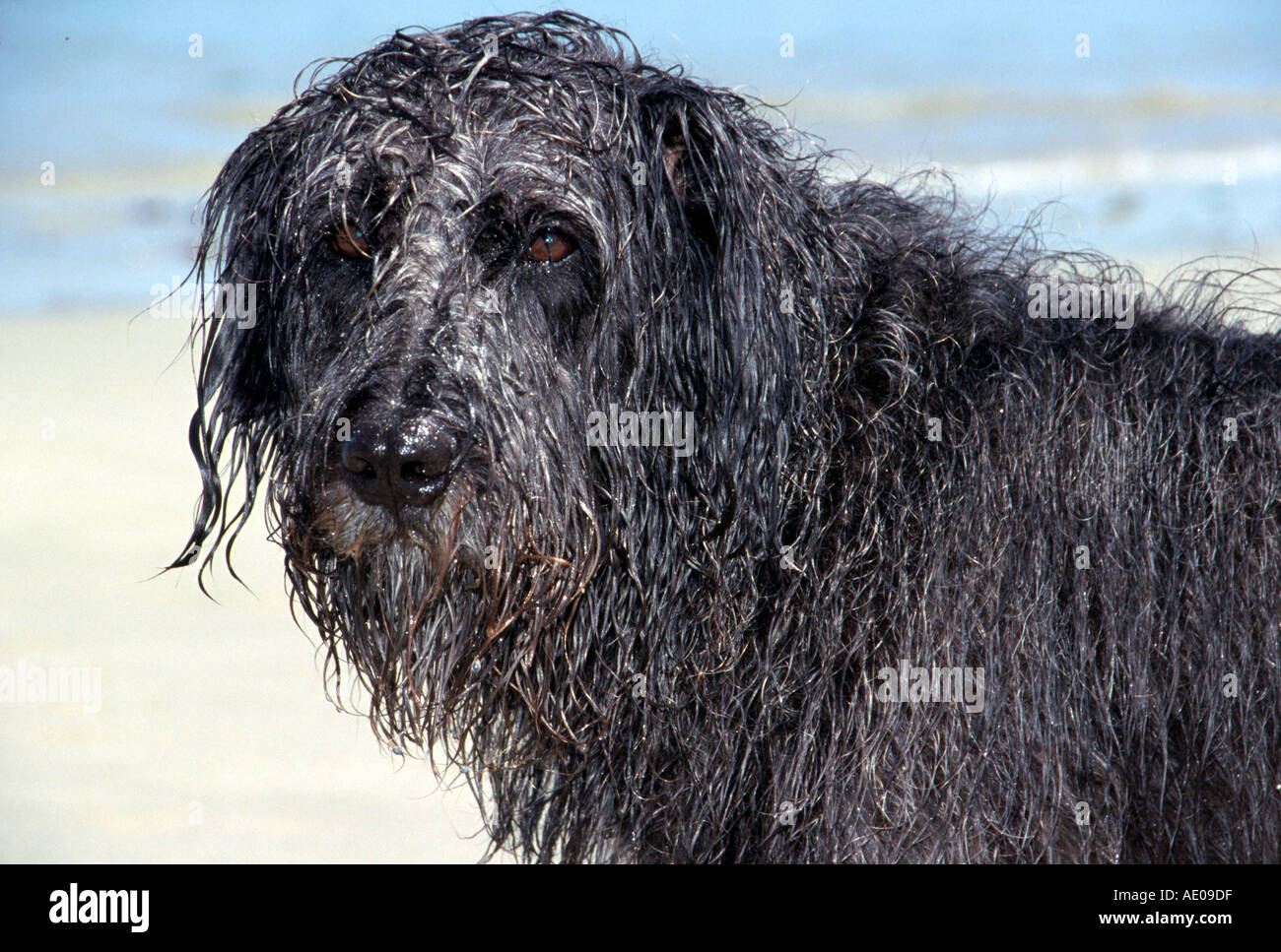 wet dog Schnauzer half breed Stock Photo - Alamy