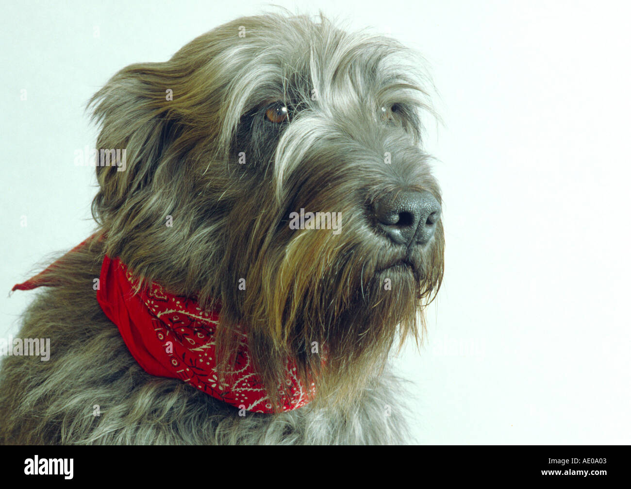 Schnauzer Half Breed High Resolution Stock Photography and Images - Alamy