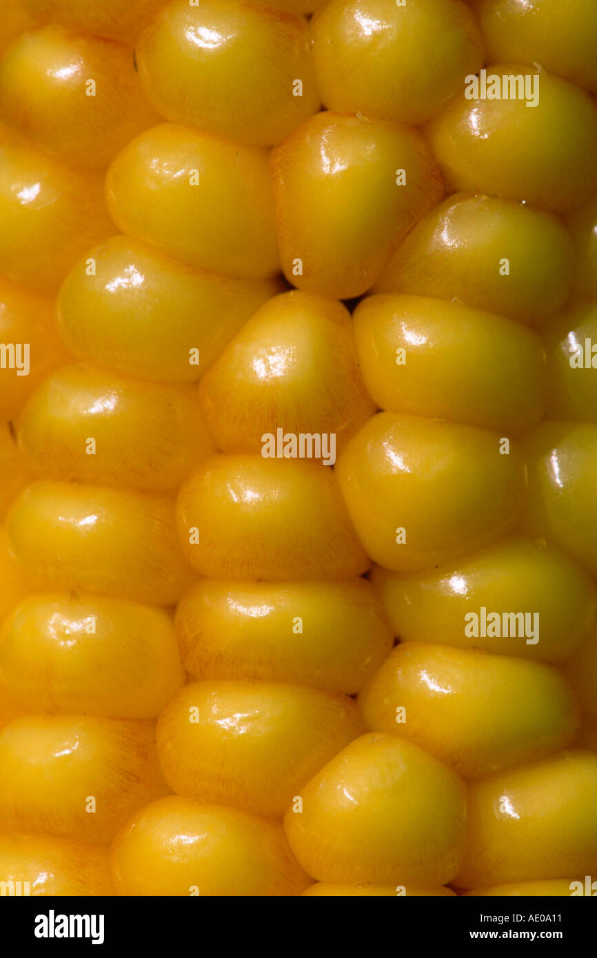 Maize Zea mays Maiskolben Stock Photo - Alamy