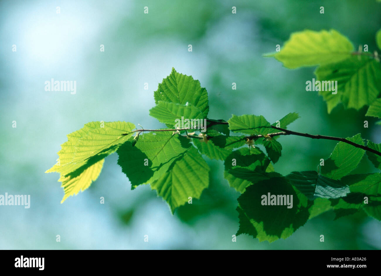 Hazel leaves in spring Belgium Corylus avellana Stock Photo - Alamy
