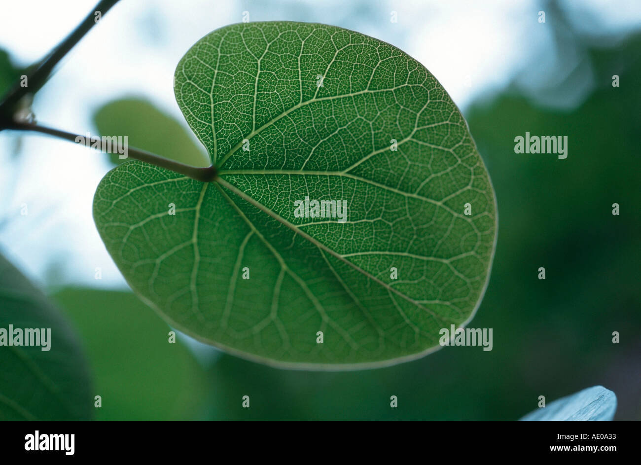 Judas Tree leaf Cercis siliquastrum Stock Photo - Alamy