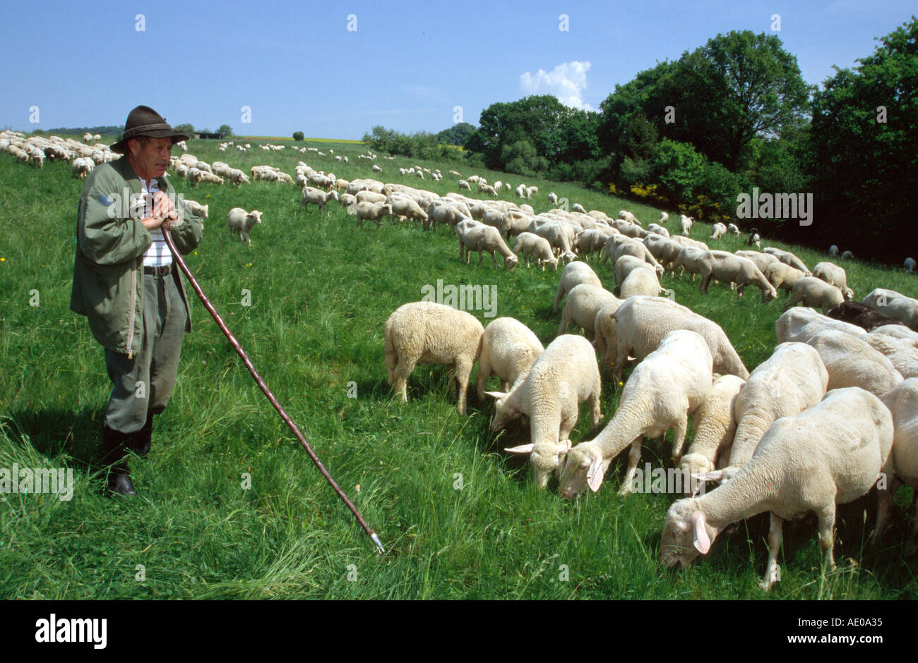 Shepherd sheep hi-res stock photography and images - Alamy