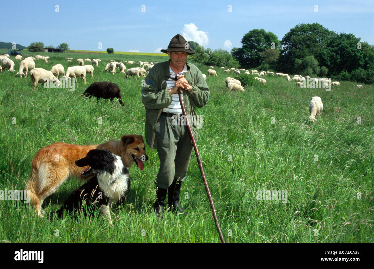 shepherd with dogs and flock of sheep on a spring meadow Stock Photo ...
