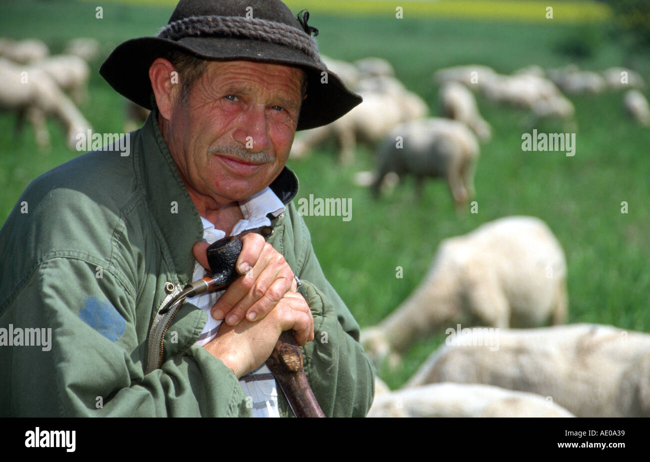 shepherd with flock of sheep portrait Stock Photo - Alamy
