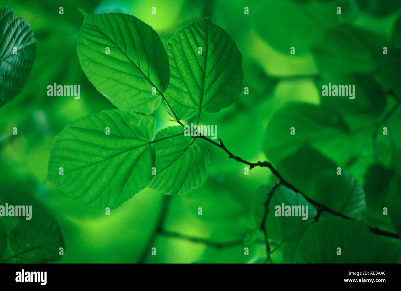 Lime Tree leaves Tilia spec Stock Photo - Alamy