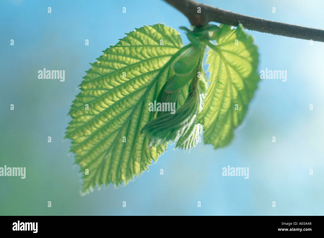 Lime Tree leaves Tilia spec Stock Photo - Alamy