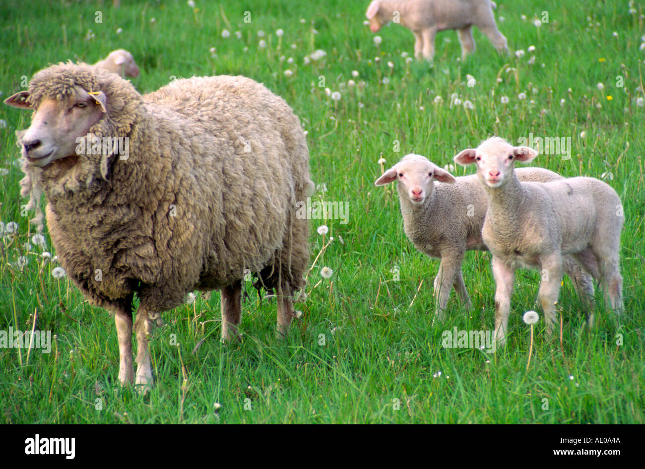 Lamm schaf feld hi-res stock photography and images - Alamy