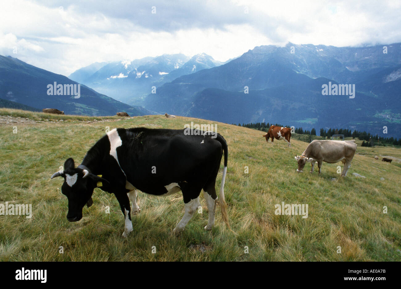 cows in high mountains different races Suisse Alpen Tessin Stock Photo ...