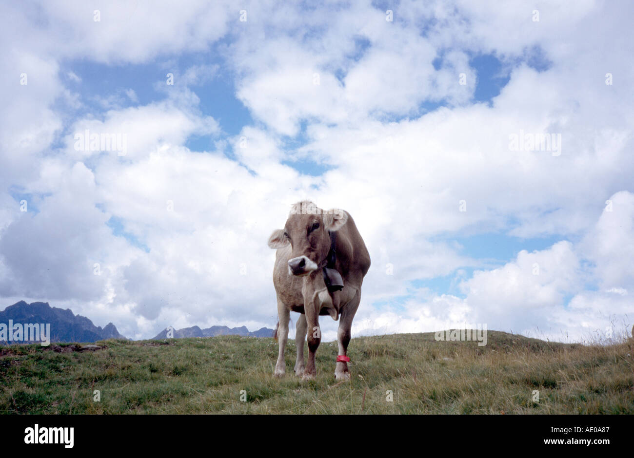 cow in high mountains Suisse Alpen Tessin Stock Photo - Alamy