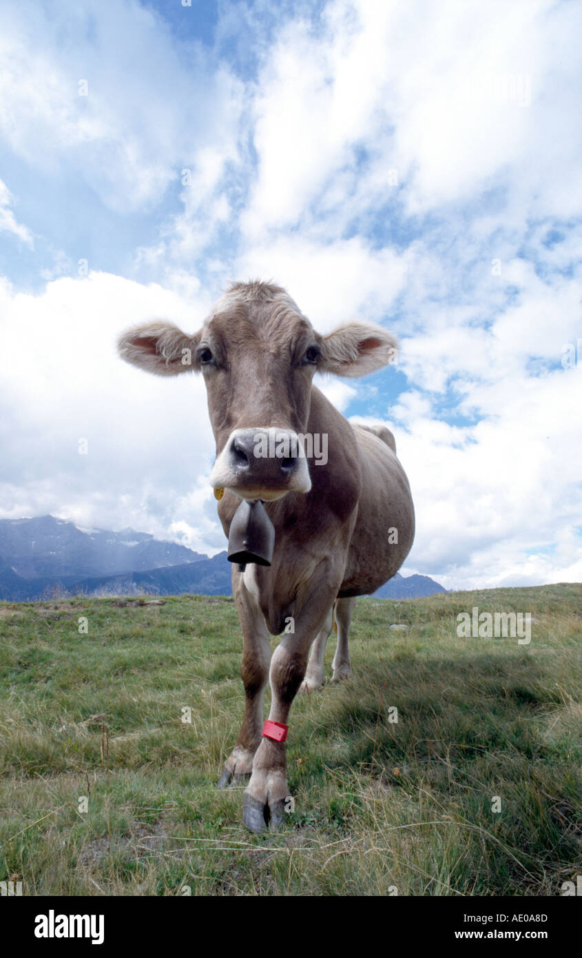 cow in high mountains Suisse Alpen Tessin Stock Photo - Alamy